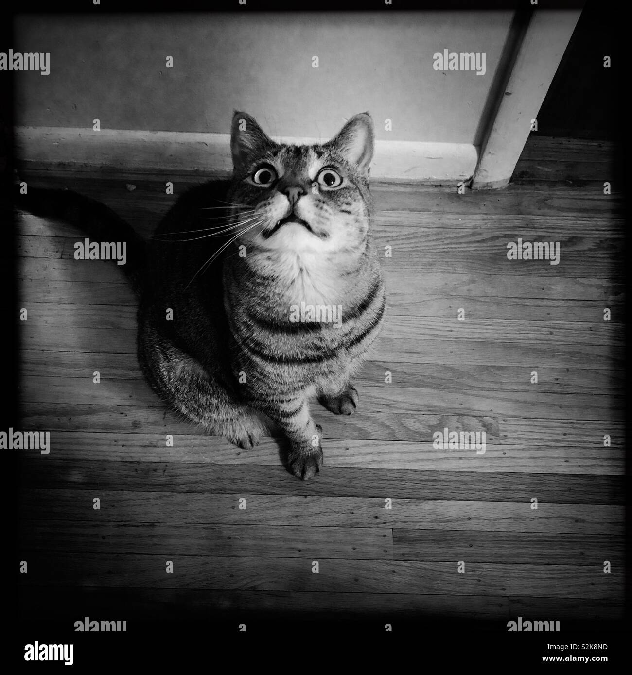 Caturday hi-res stock photography and images - Alamy