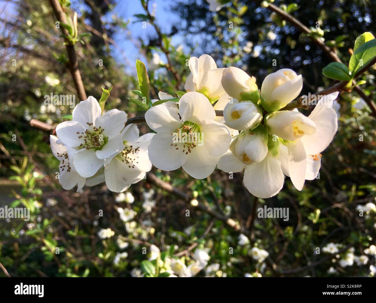 Japanese quince tree blossom Stock Photo - Alamy