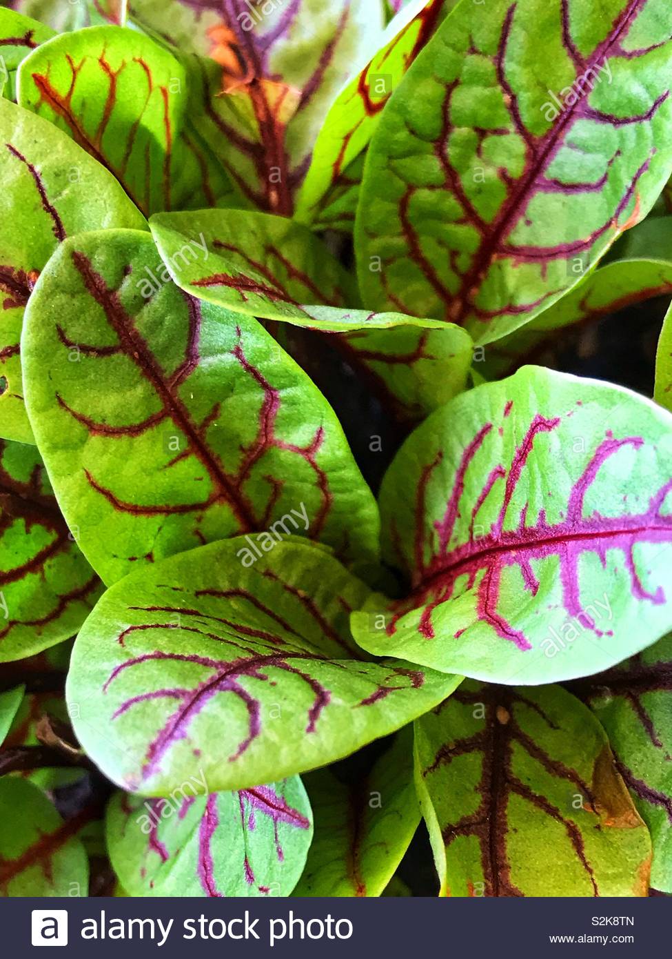 Sorrel Leaves Stock Photos & Sorrel Leaves Stock Images - Alamy