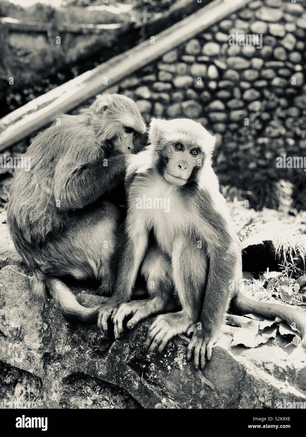 Monkey cleaning hi-res stock photography and images - Alamy