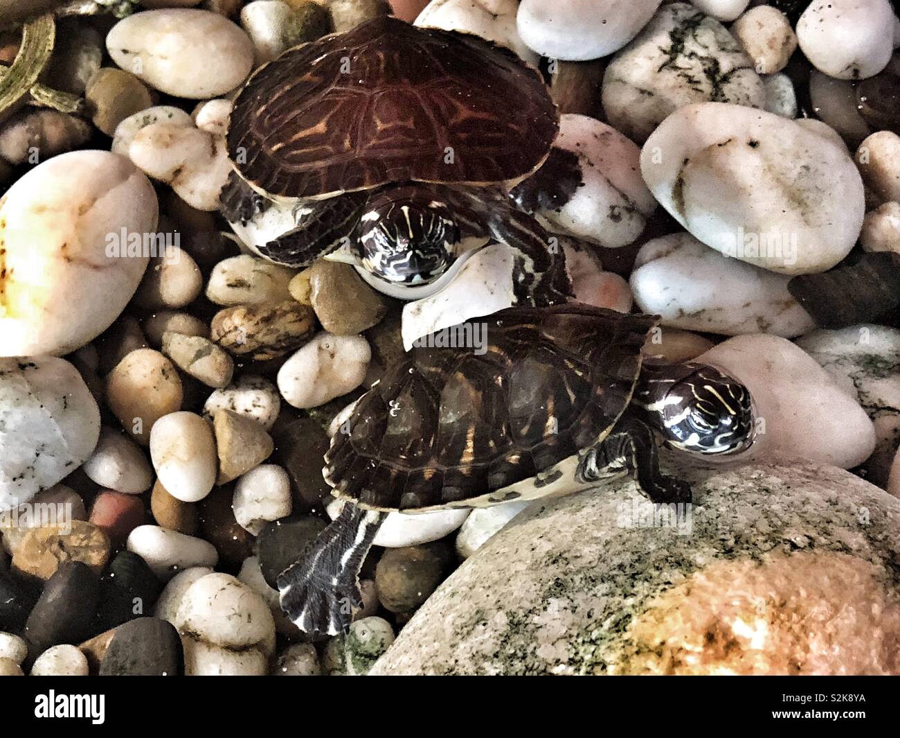 Two terrapins in water Stock Photo - Alamy