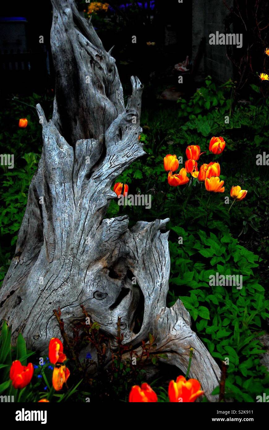Tree Trunk Art Stock Photo - Alamy