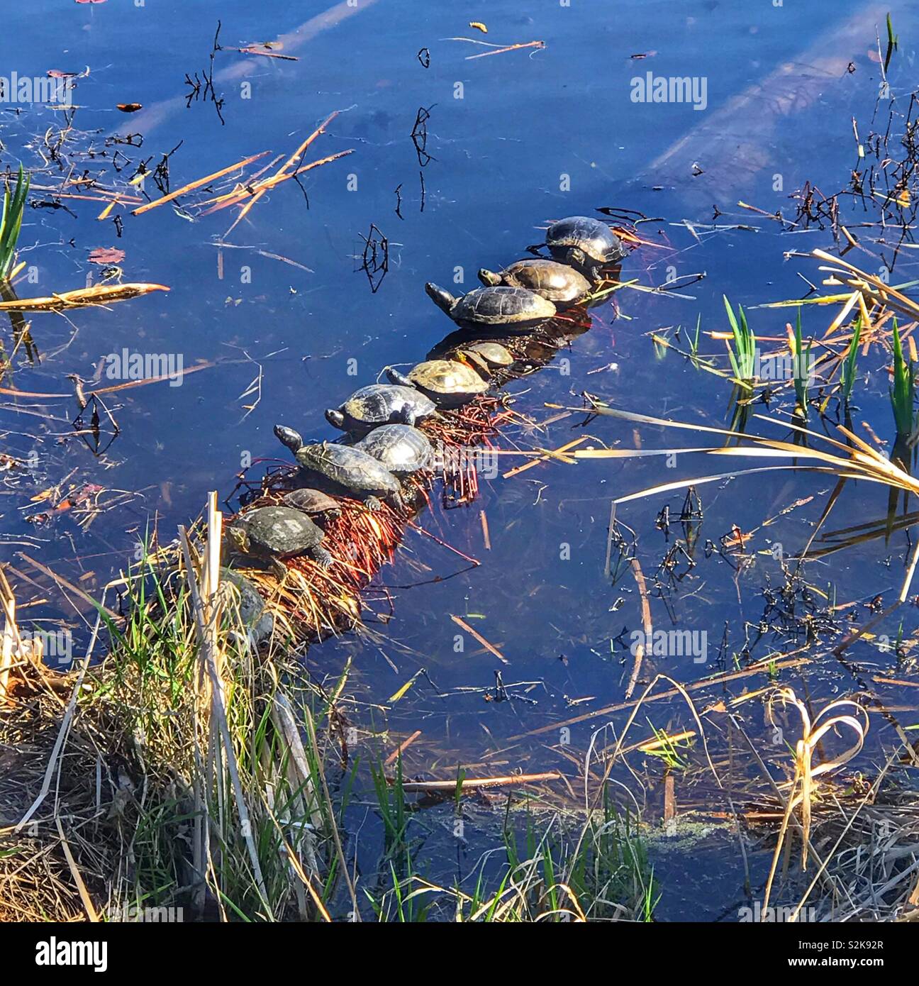 Turtles all lined up in a row sitting in the sun getting warm Stock ...
