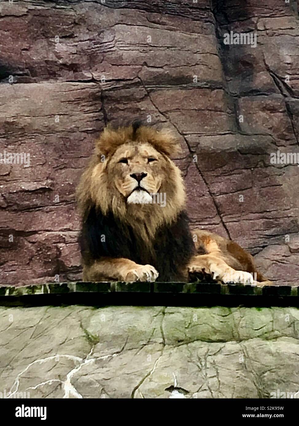 Lion at Colchester Zoo Stock Photo - Alamy