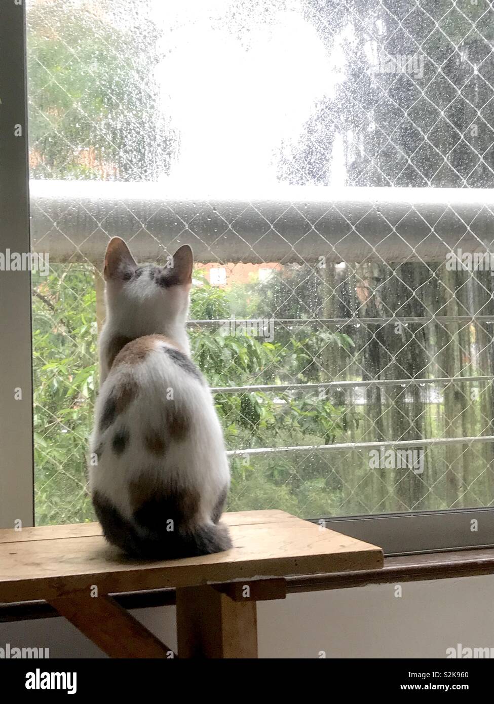 Cat Rain Window High Resolution Stock Photography and Images - Alamy