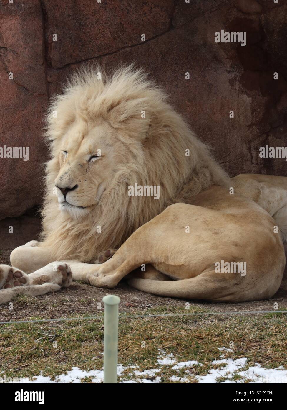 Lion heart hi-res stock photography and images - Alamy
