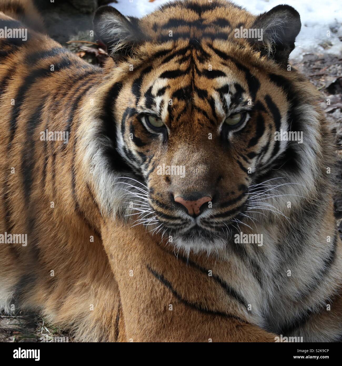 Tiger face hi-res stock photography and images - Alamy