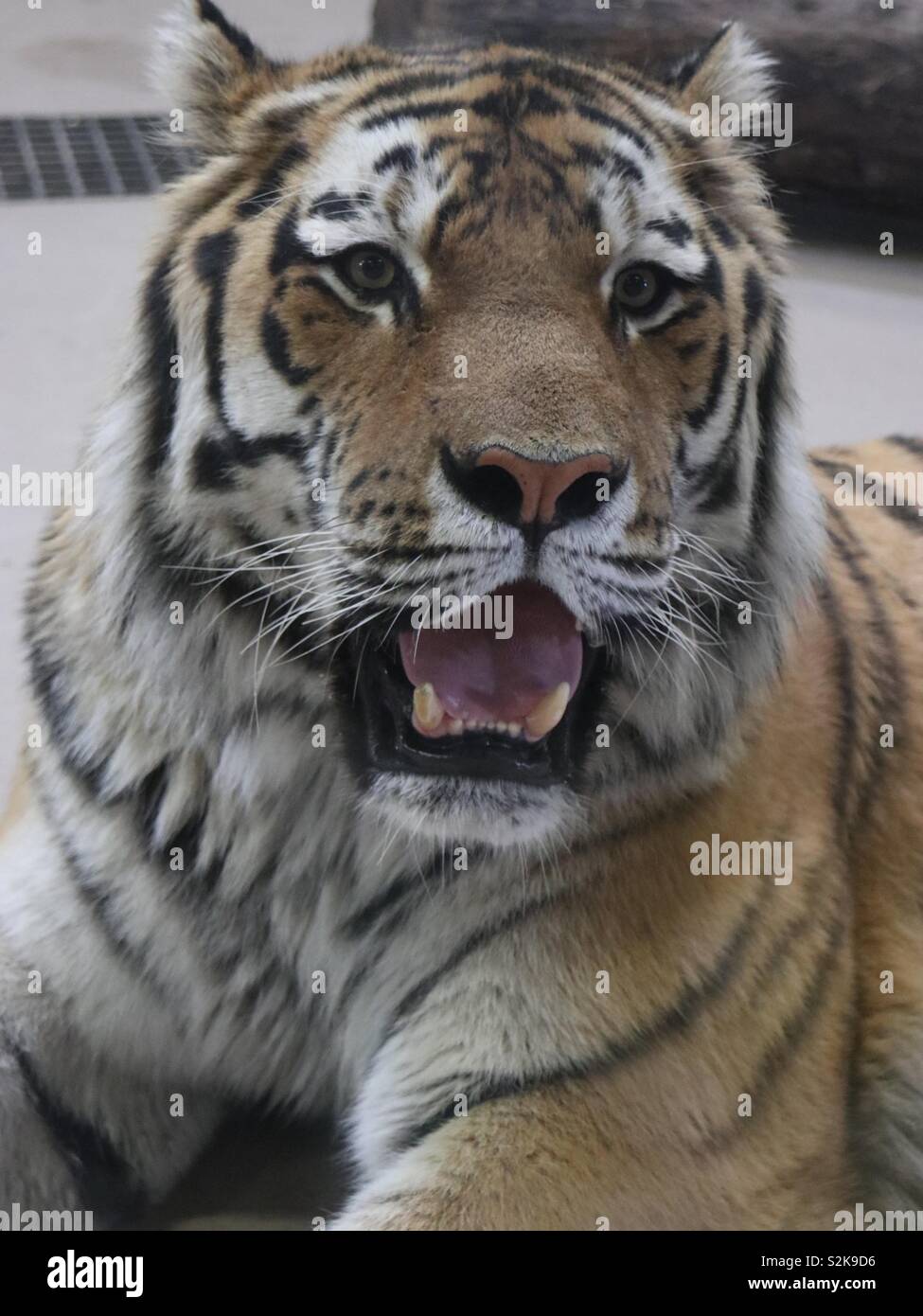 Amur Tiger Endangered Species Stock Photo - Alamy