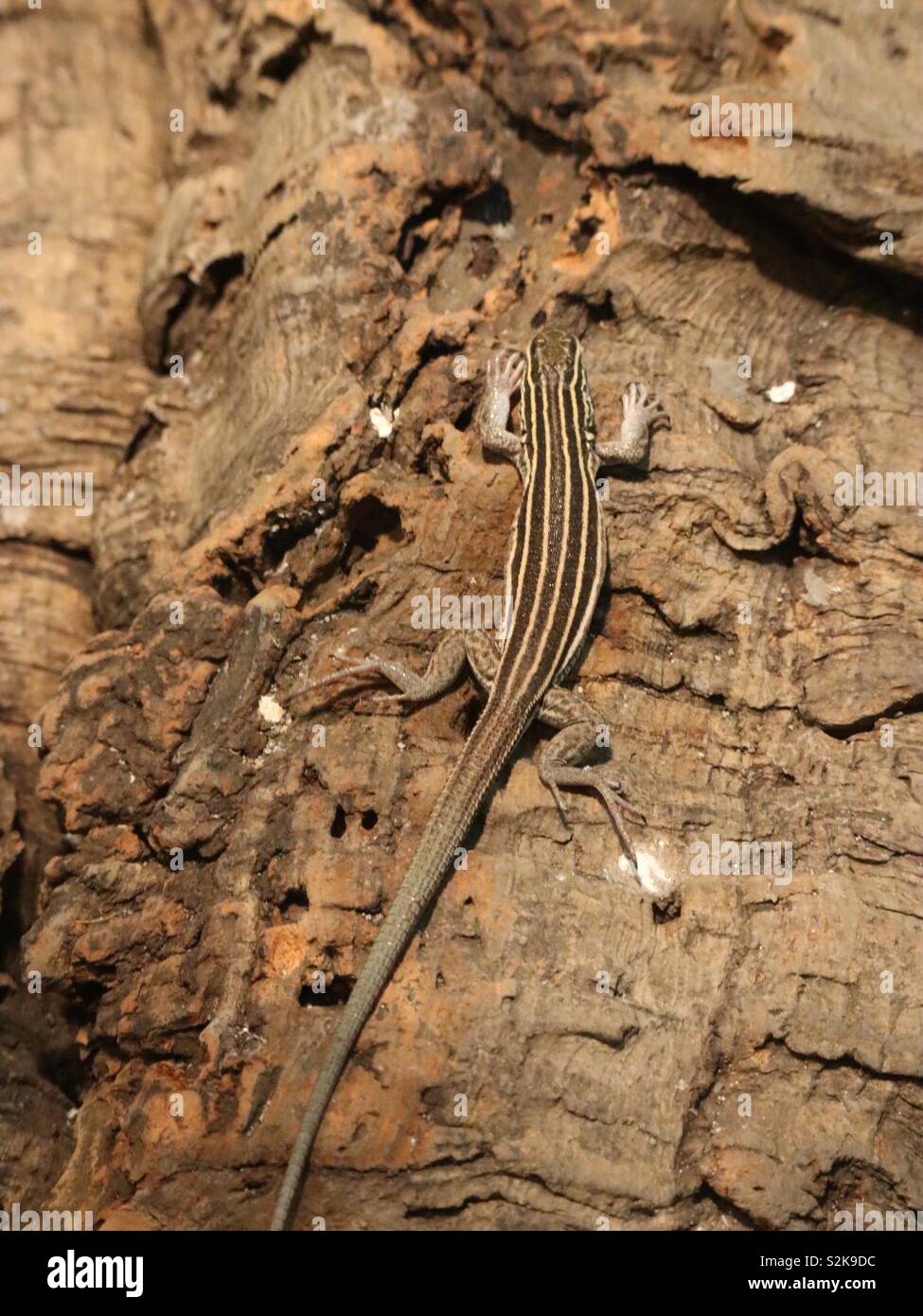 Dead Tree Lizard Stock Photo - Alamy