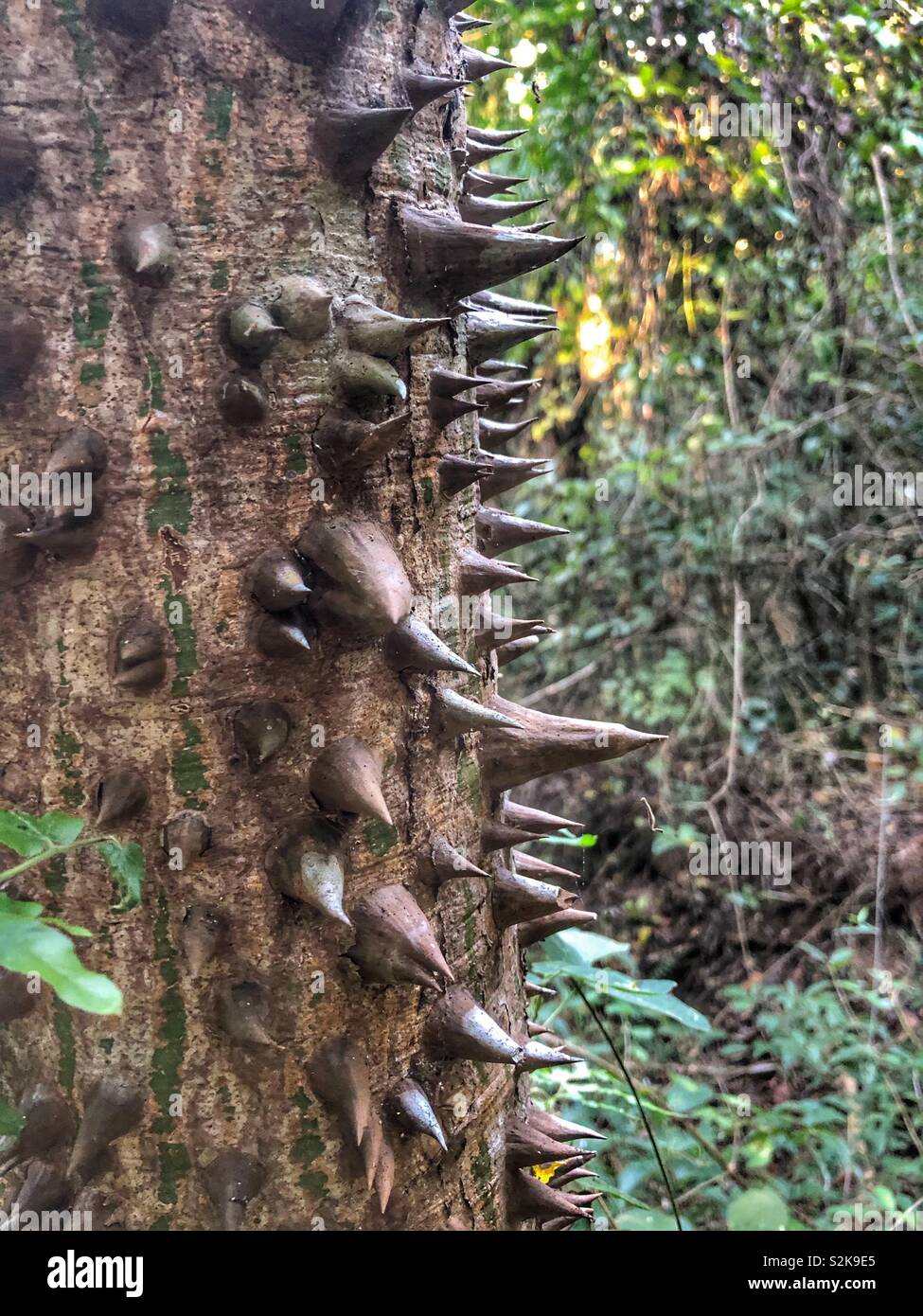 A tree with spikes Stock Photo - Alamy