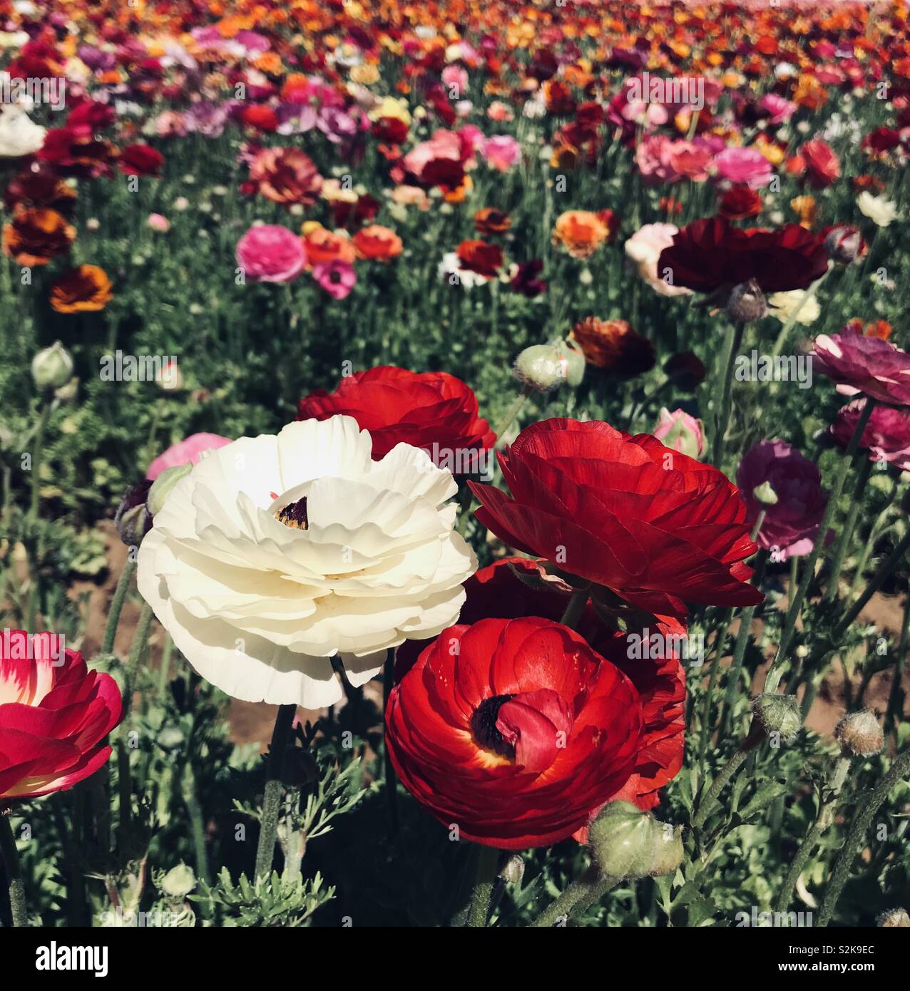 Ranunculus at Carlsbad Flower Fields Stock Photo - Alamy