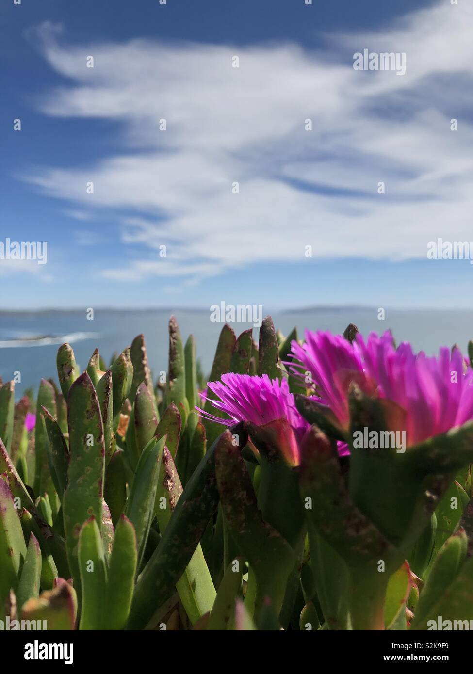 Flowers by the ocean hi-res stock photography and images - Alamy