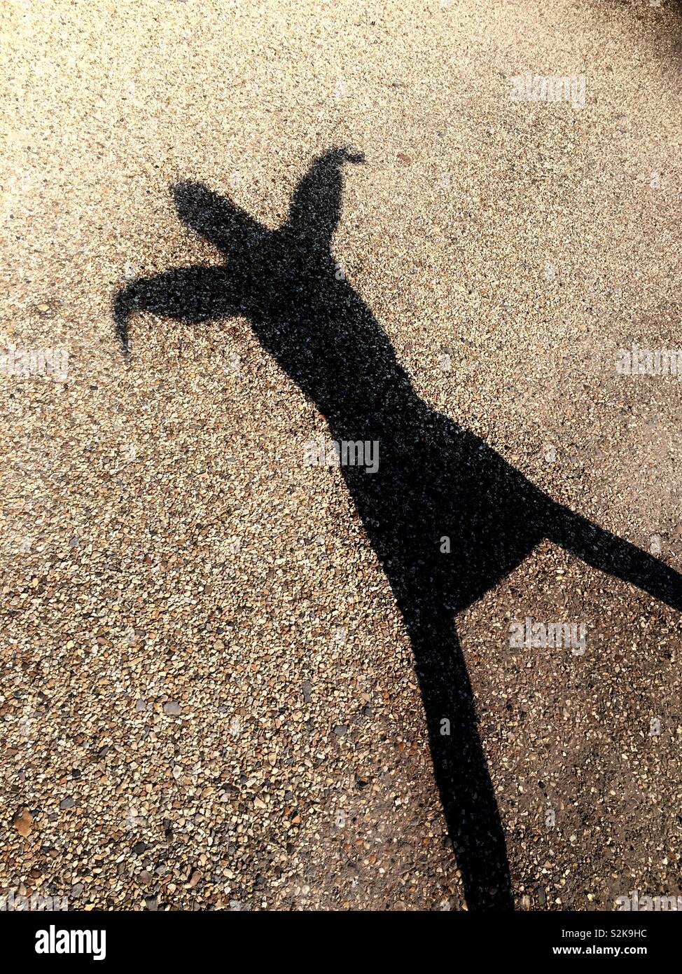 Female shadow hi-res stock photography and images - Alamy