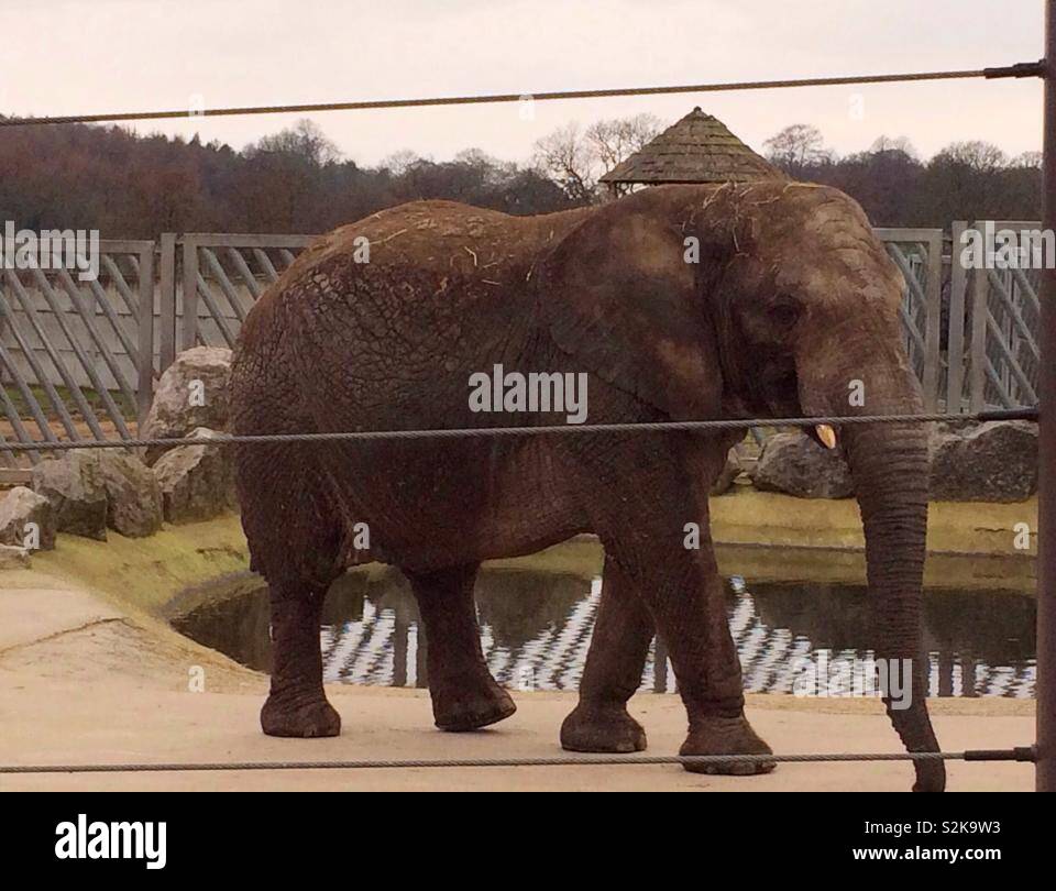 Elephant in zoo enclosure Stock Photo - Alamy
