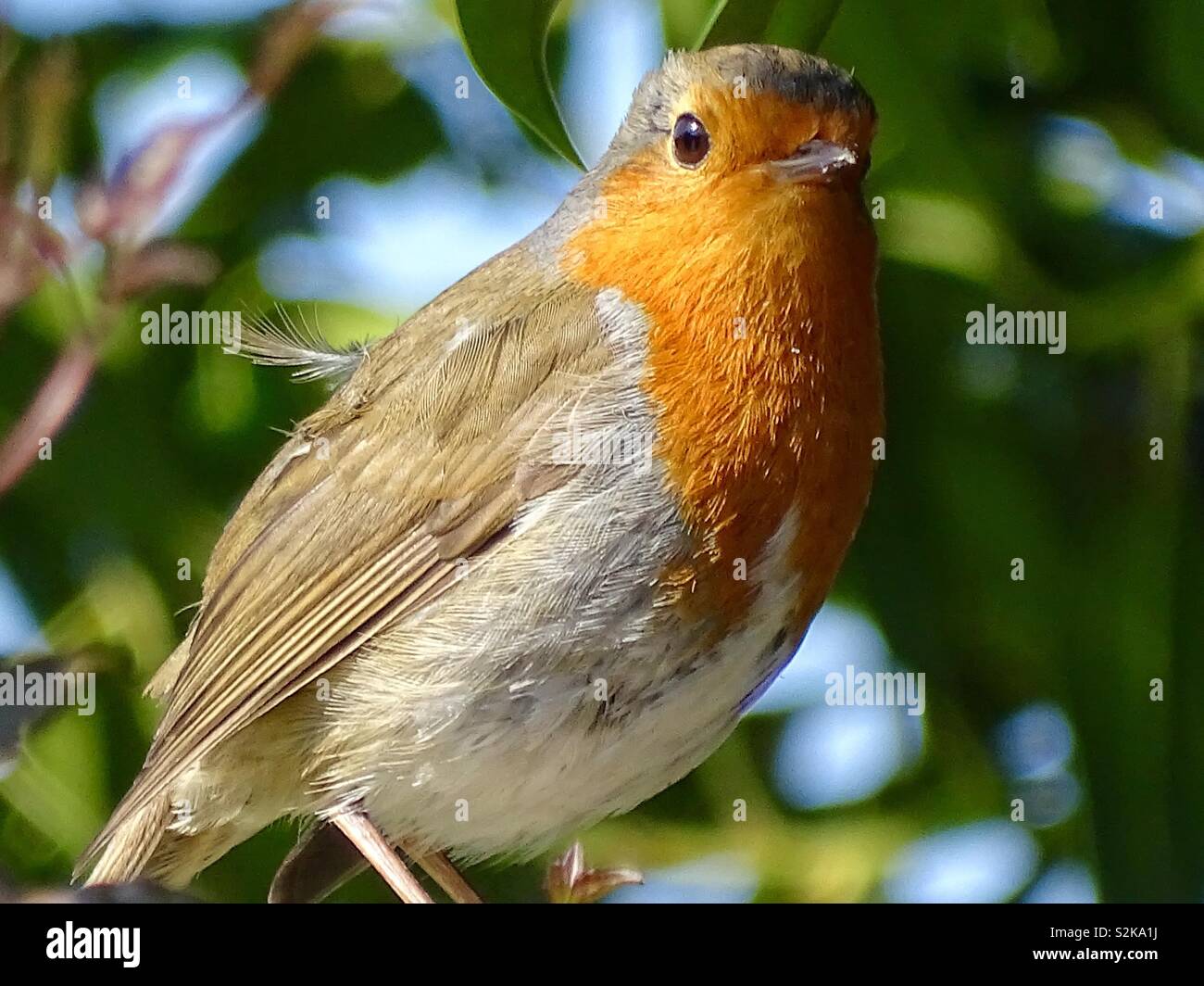 Robin redbreast garden bird hi-res stock photography and images - Alamy