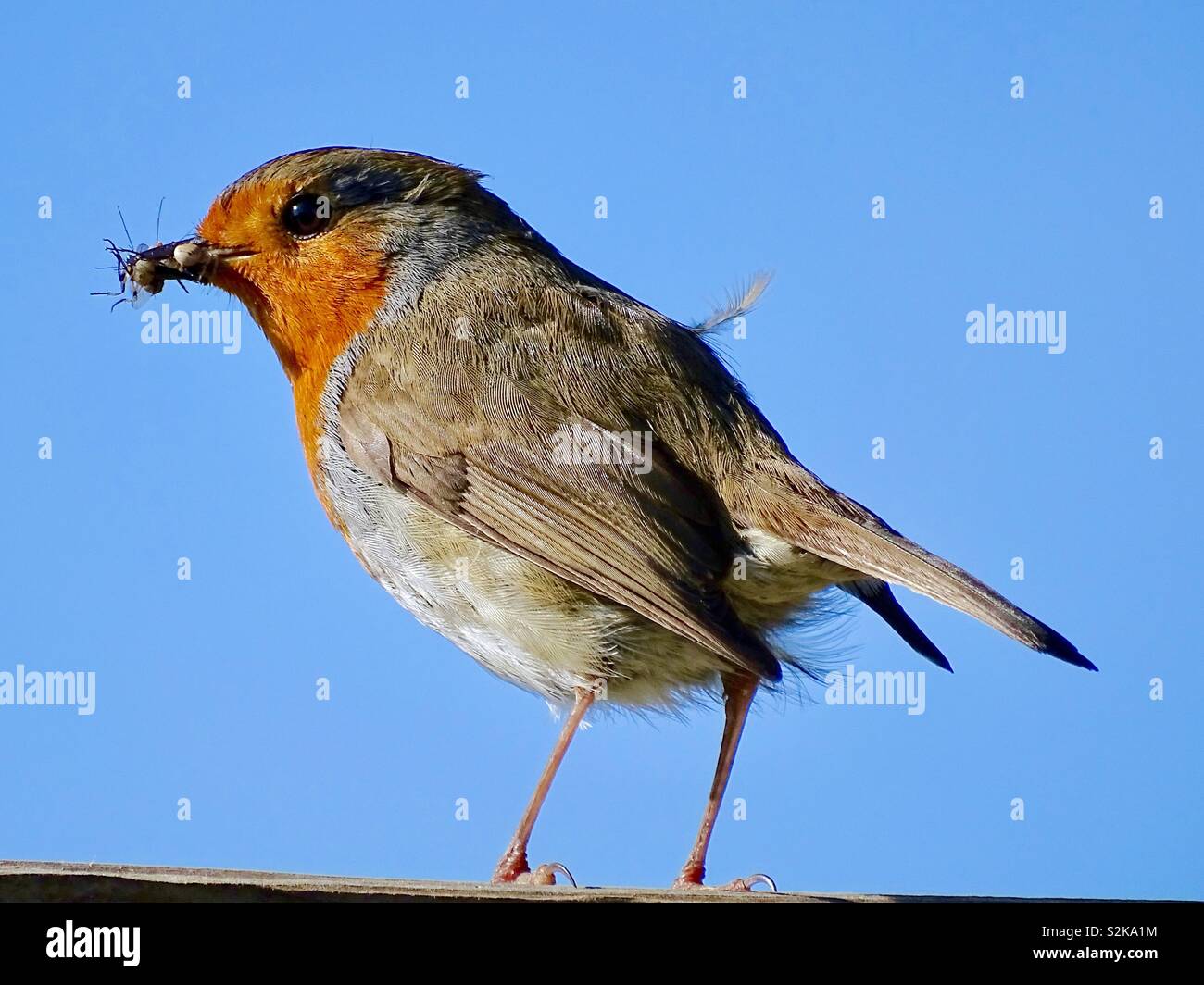 Bugs in beak hi-res stock photography and images - Alamy