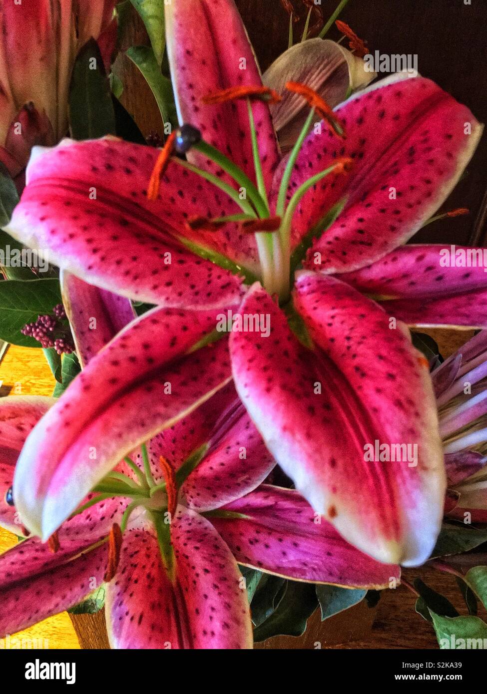 Closeup of a bright pink stargazer lily flower in full blossom Stock ...
