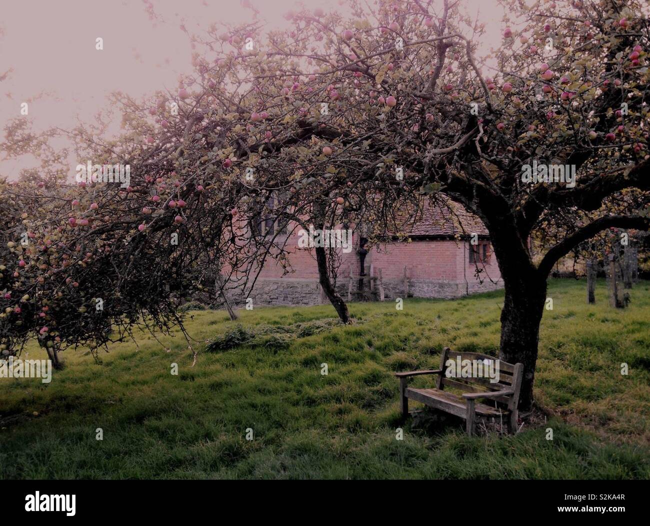 Apple tree bench garden hi-res stock photography and images - Alamy