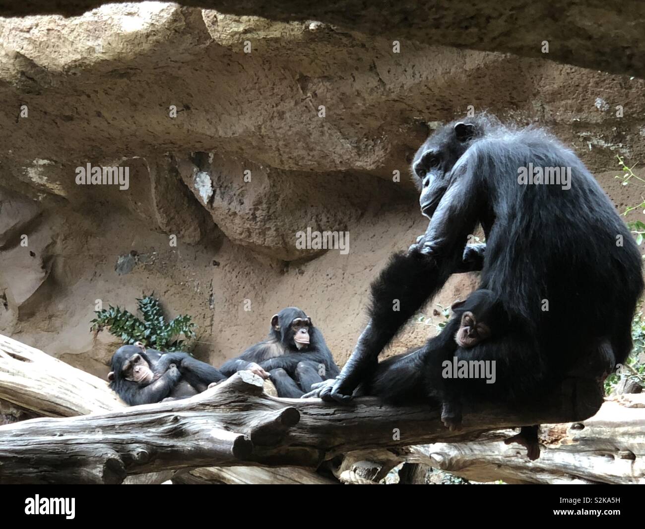 Chimp family hi-res stock photography and images - Alamy