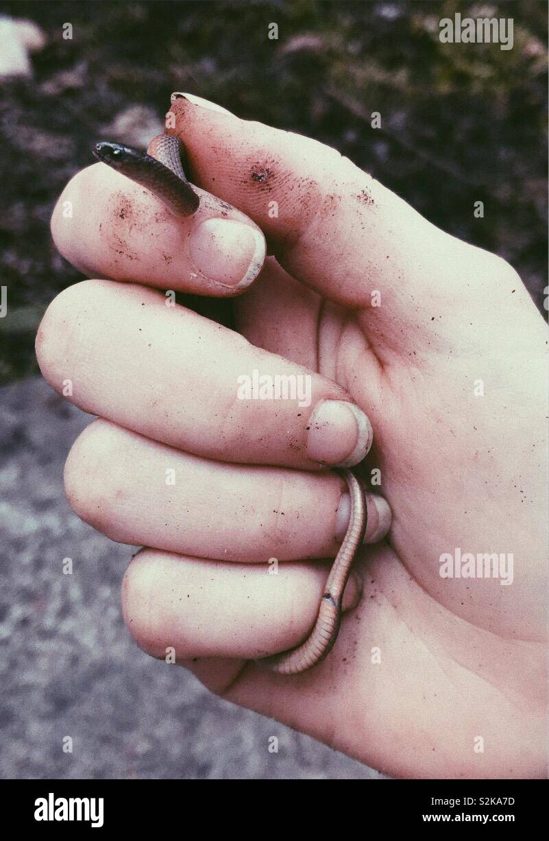 Hand holding snake hi-res stock photography and images - Alamy
