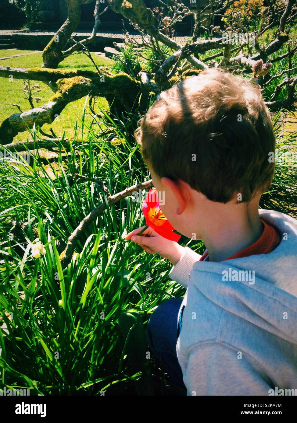 Boy smelling a bright red flower Stock Photo - Alamy