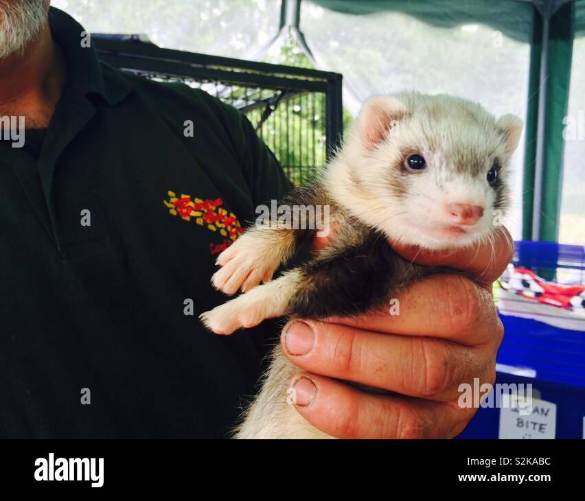 Man holding ferret hi-res stock photography and images - Alamy