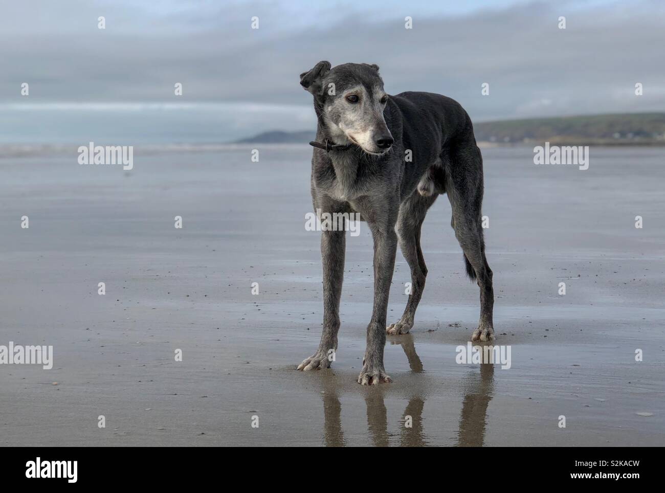Lurcher on a beach Stock Photo - Alamy