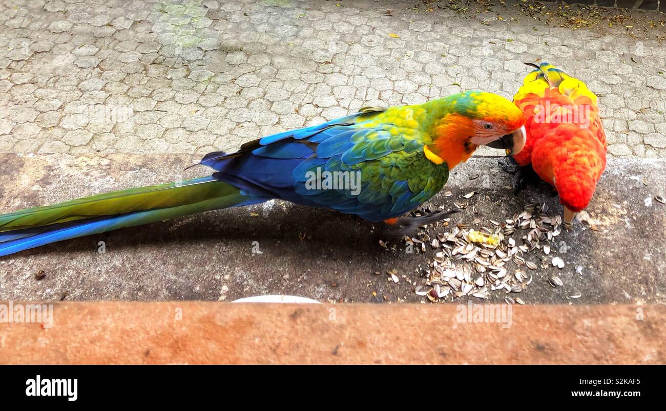 Rainbow macaws hi-res stock photography and images - Alamy