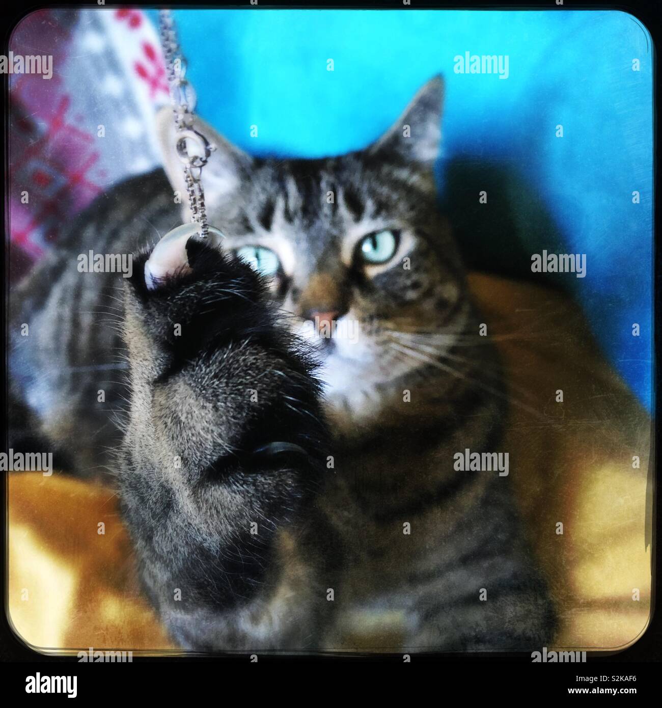 Hooked claw hi-res stock photography and images - Alamy