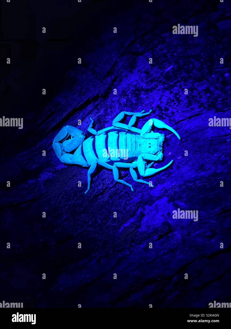 An illuminated scorpion at night Stock Photo - Alamy