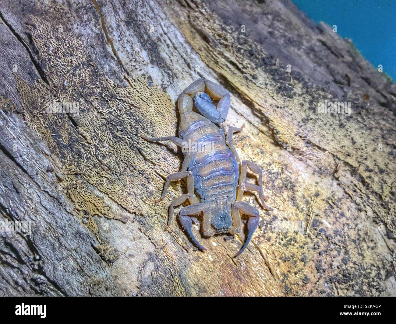 Scorpion shapes hi-res stock photography and images - Alamy