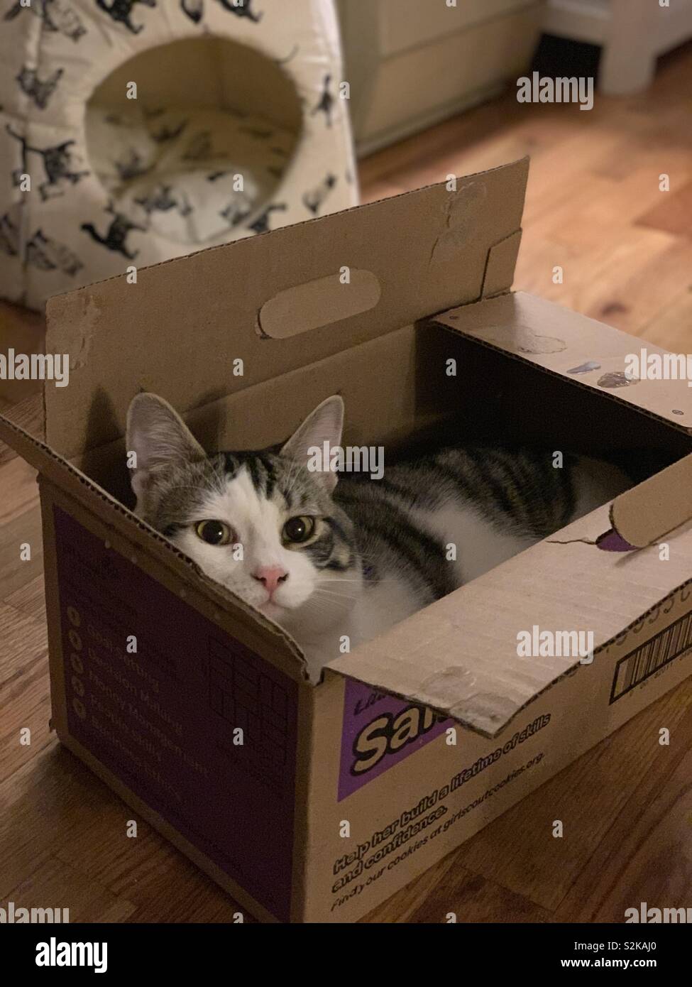 Cat in a box Stock Photo - Alamy