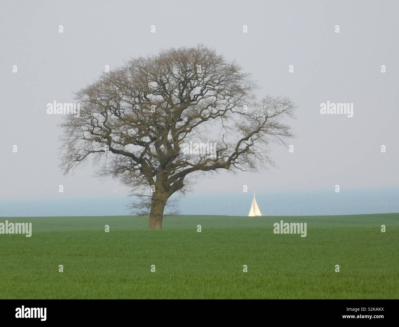 Tree | Baum Stock Photo - Alamy