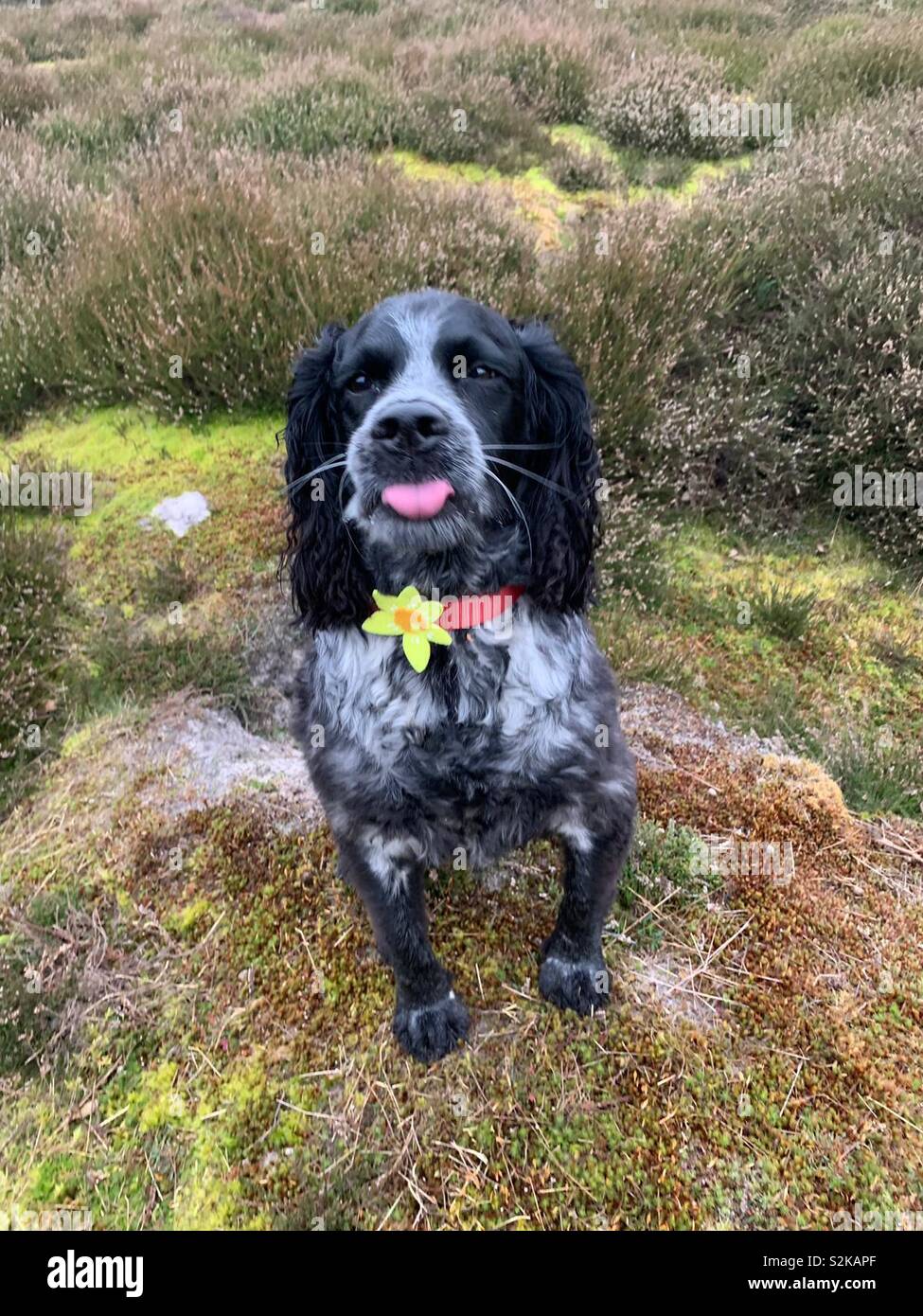 Marie curie daffodil hi-res stock photography and images - Alamy
