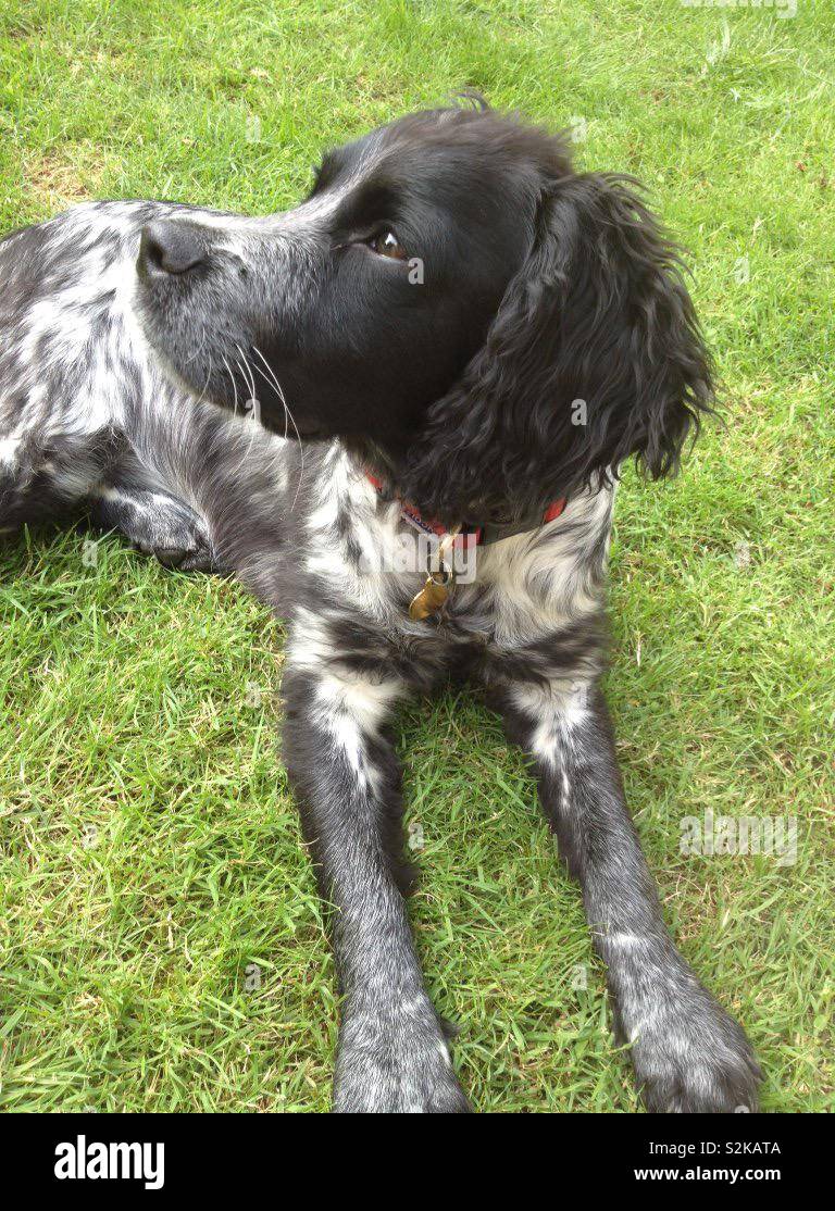 Blue Roan Dog High Resolution Stock Photography and Images - Alamy