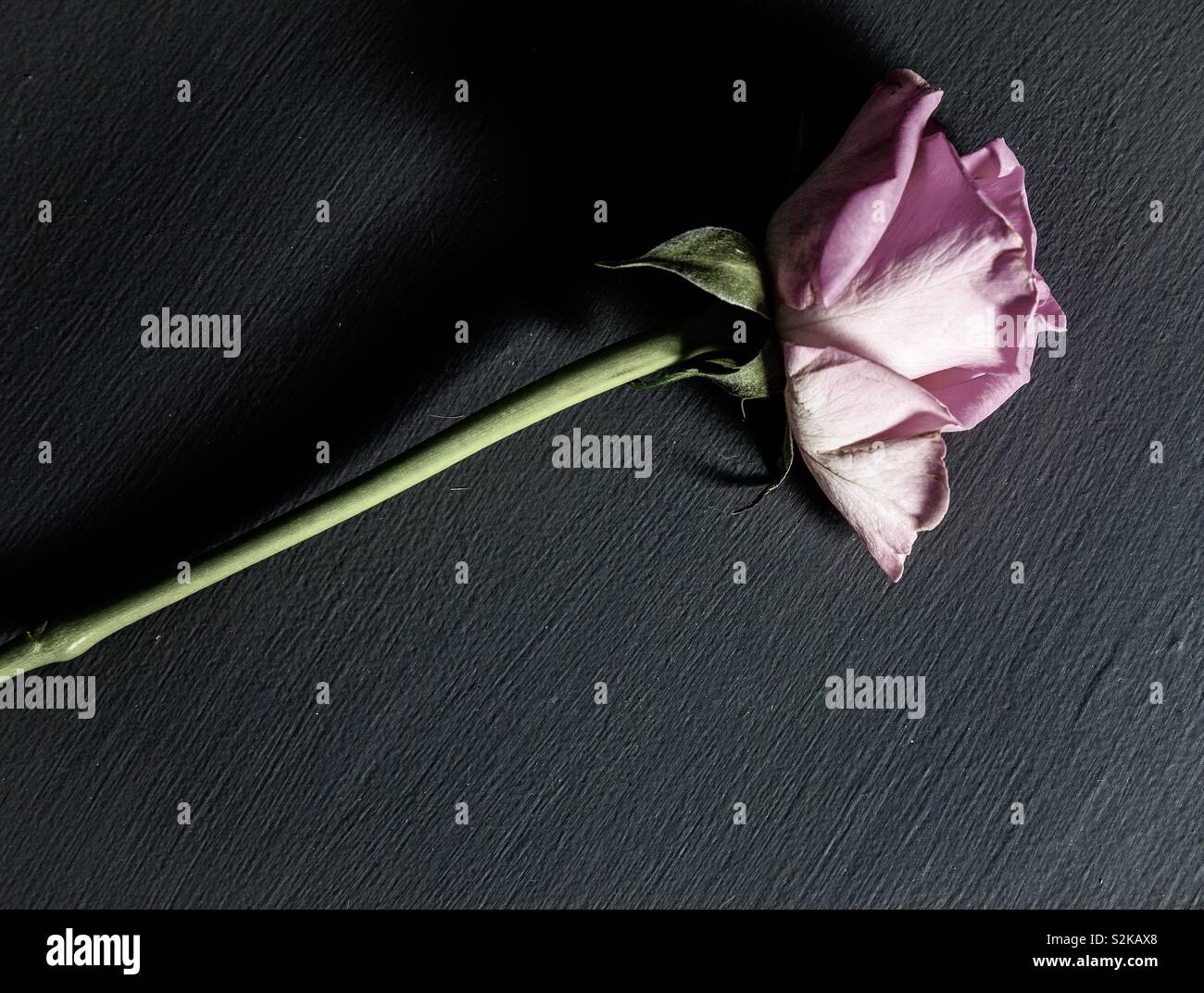 Rose wood hi-res stock photography and images - Alamy