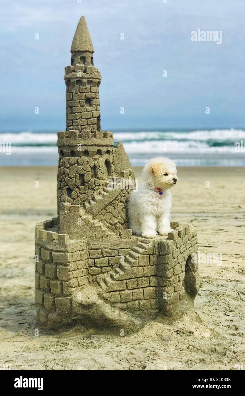 Prince Teddy peacefully perusing his palatial grounds from aloft his ...