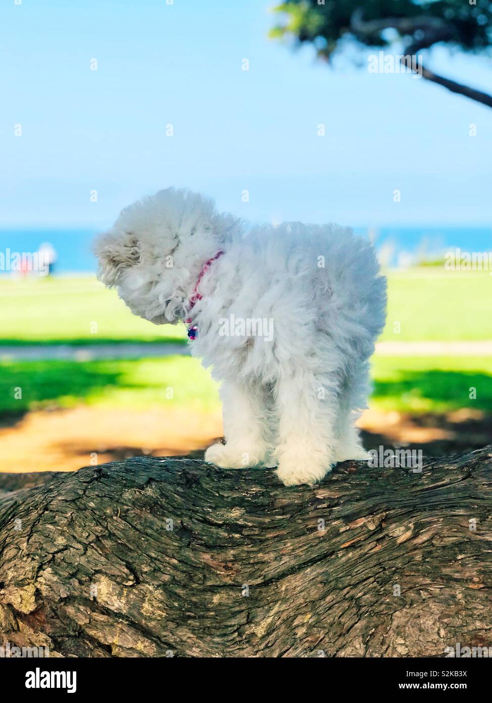 Wee Dog High Resolution Stock Photography and Images - Alamy