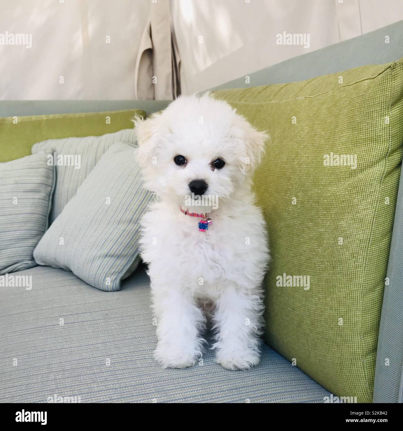 Every dog has his day hi-res stock photography and images - Alamy
