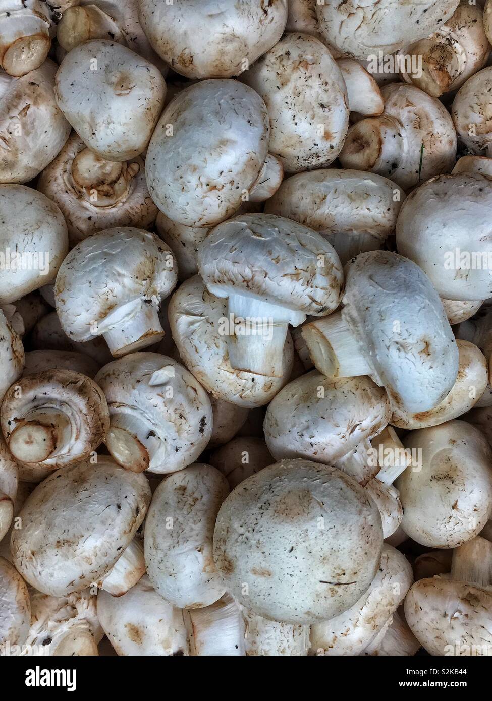 Perfect fungi hi-res stock photography and images - Alamy