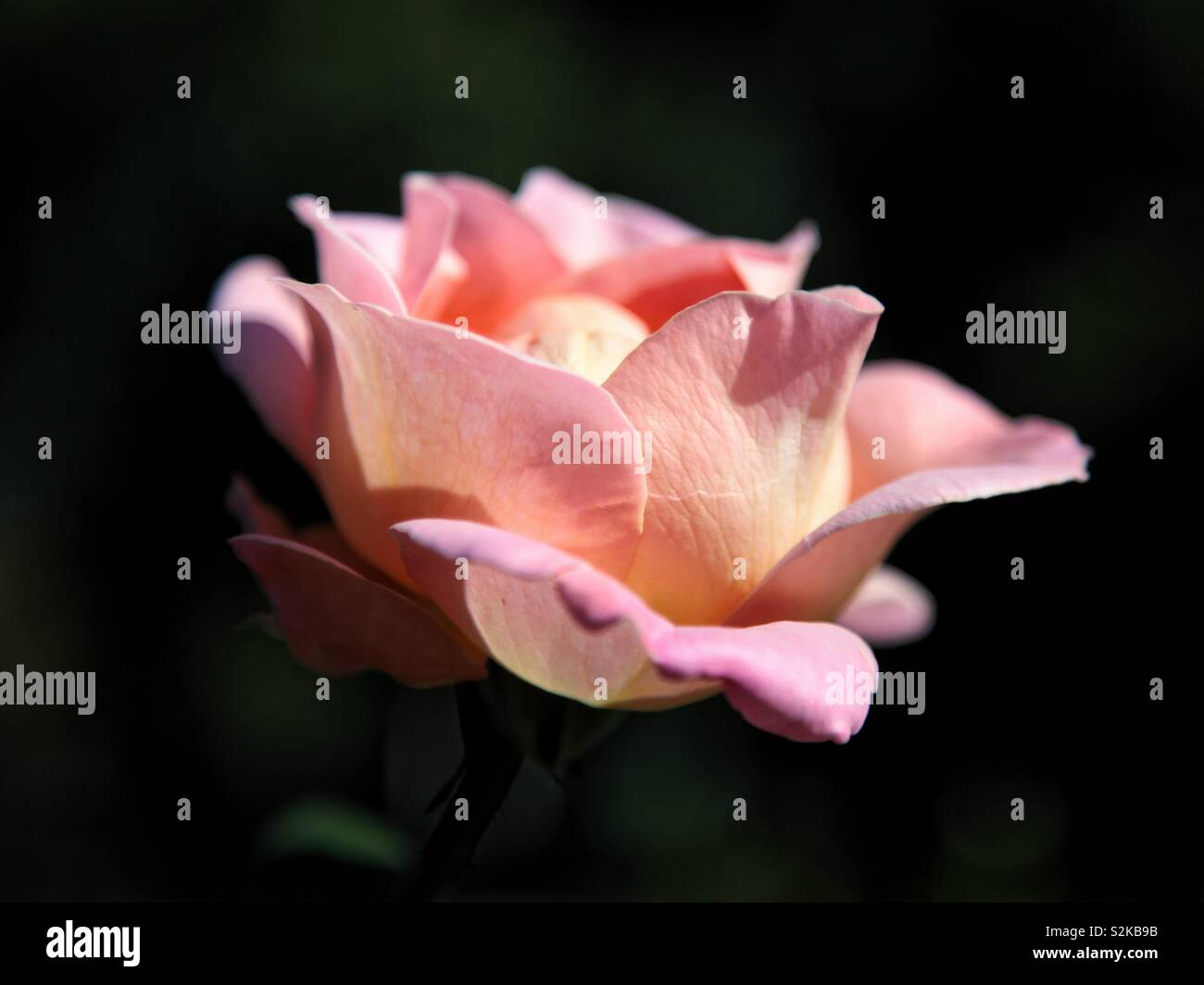 Pink rose in darkness Stock Photo - Alamy