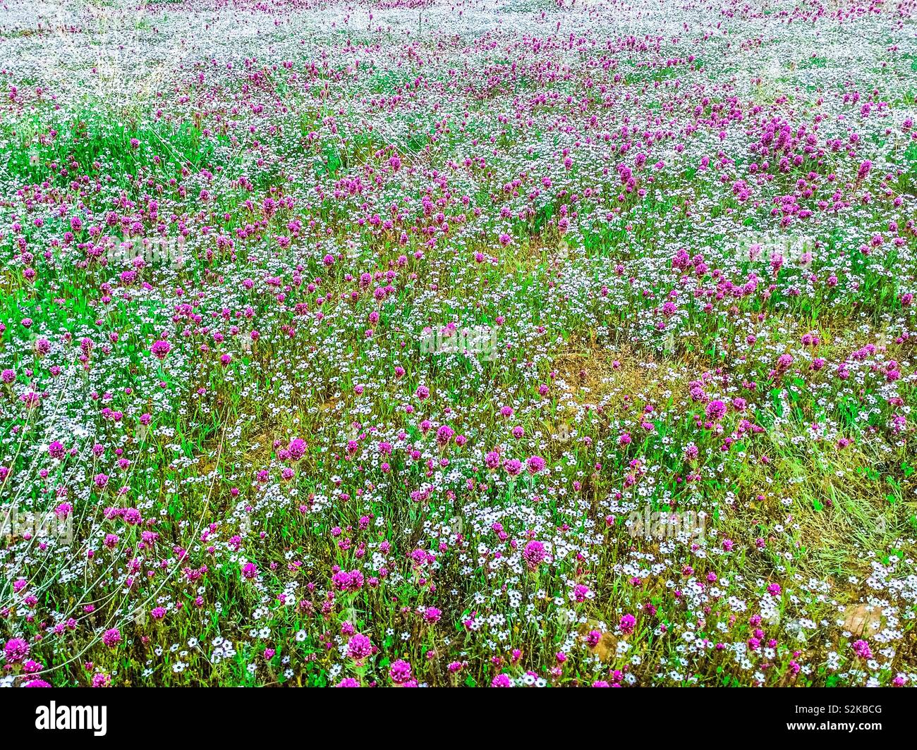 Spring wildflowers hi-res stock photography and images - Alamy