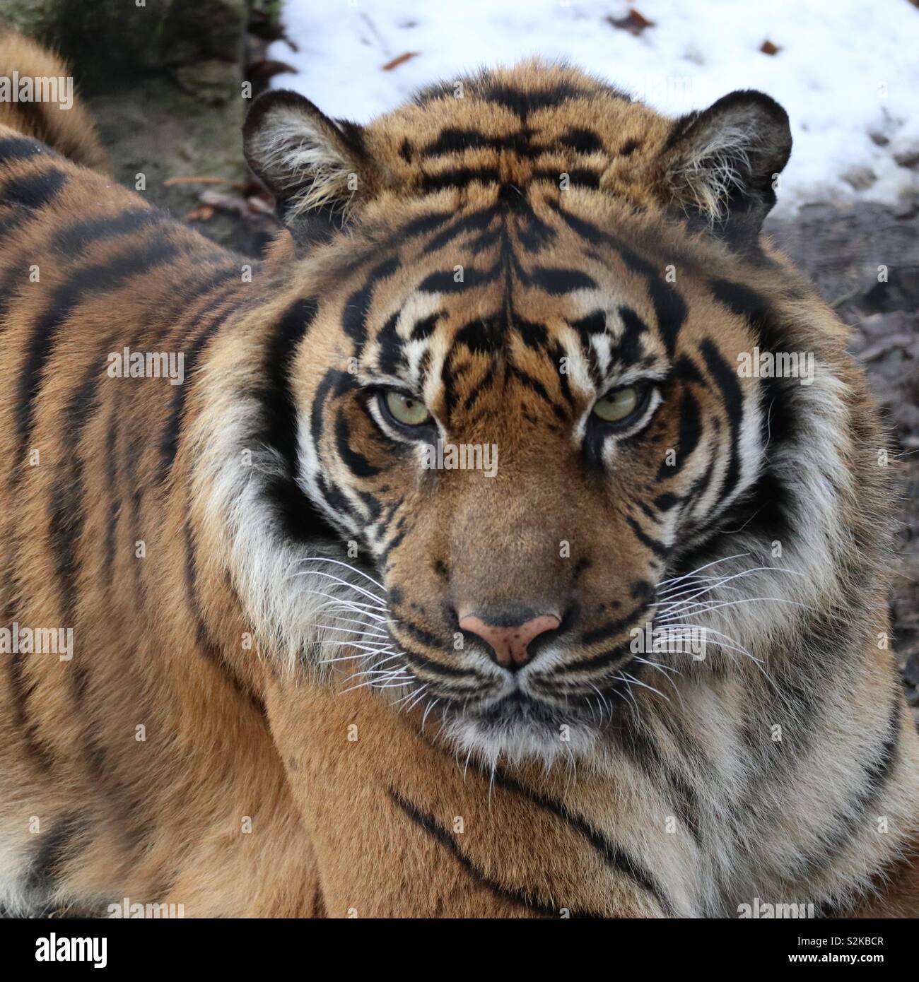 Tiger at Close Quarter Stock Photo - Alamy