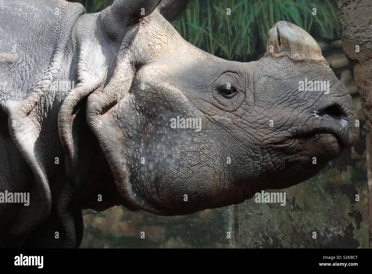 Rhinos Head and Shoulders Stock Photo - Alamy