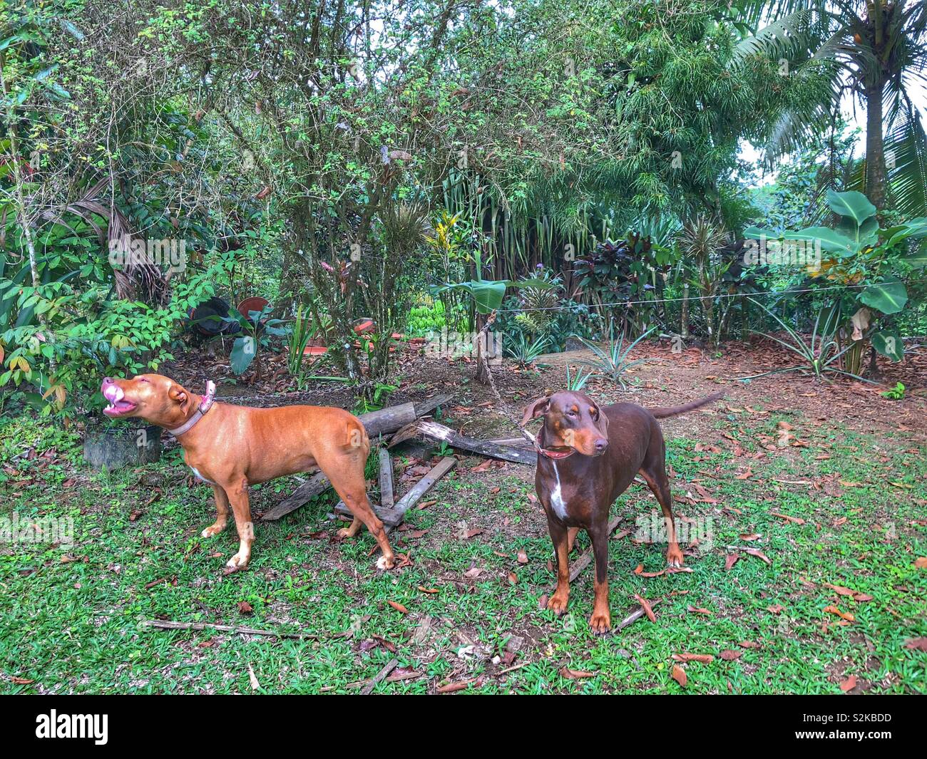 Two guard dogs watching the property Stock Photo - Alamy