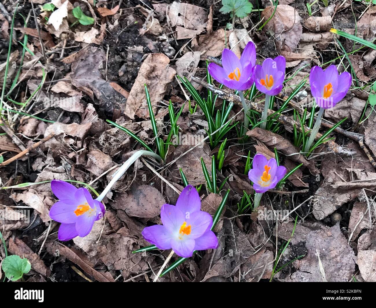 Early crocus hi-res stock photography and images - Alamy