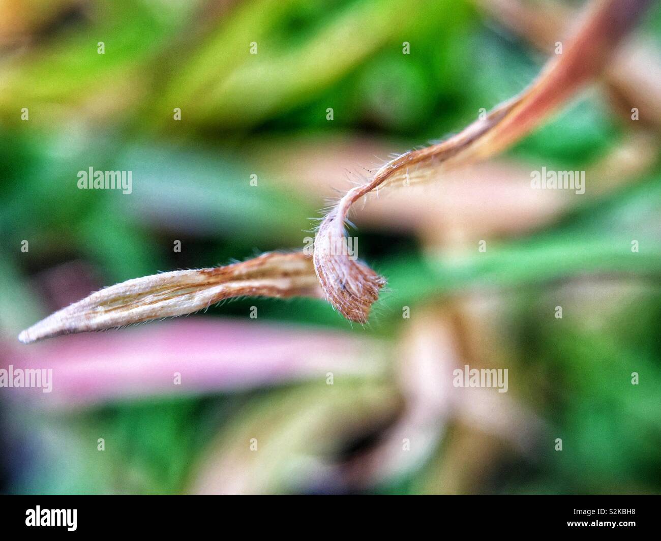 Swirl nature hi-res stock photography and images - Alamy