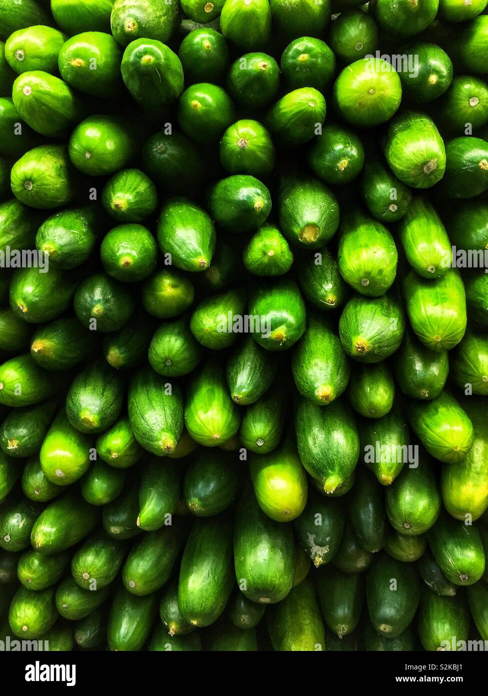 Many fresh zucchini on hi-res stock photography and images - Alamy