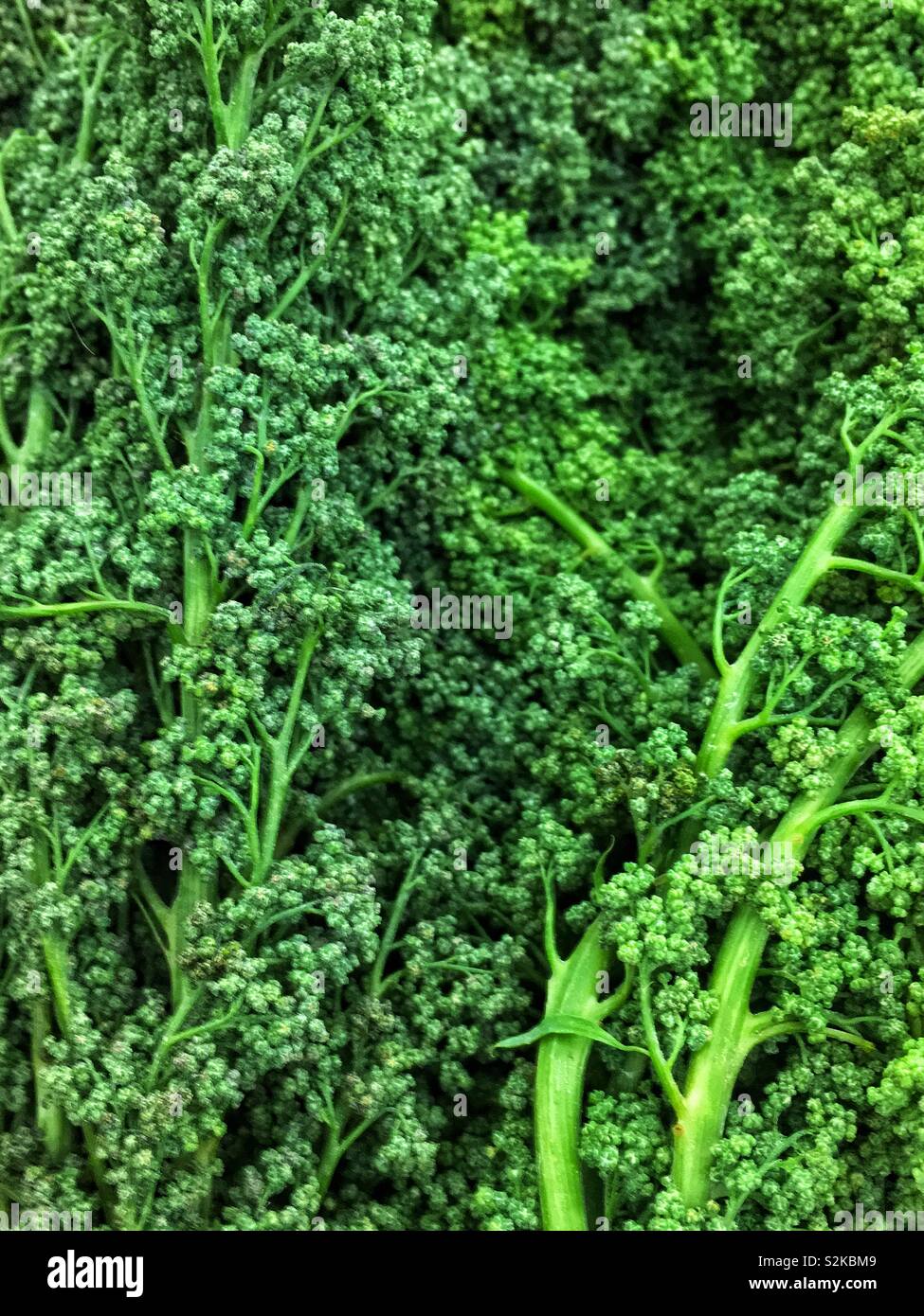 Full frame closeup of Chenopodium nuttalliae, Huauzontle, huauhzontle ...