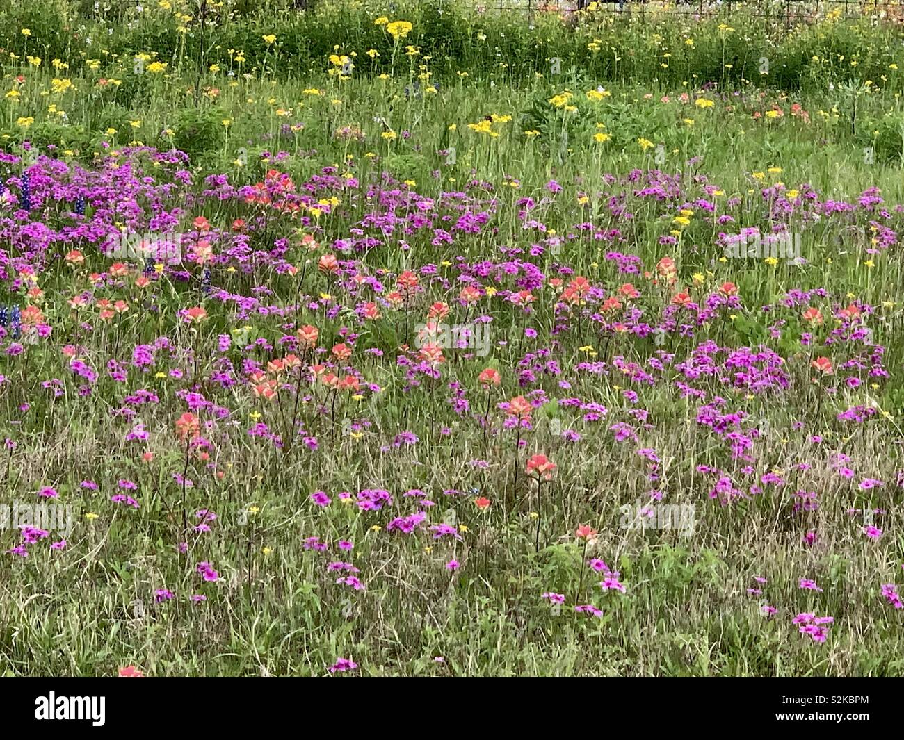 Wildflowers In Early Spring Stock Photo - Alamy